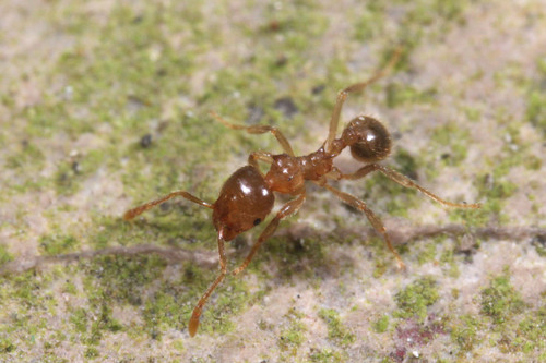 Genus Lophomyrmex · iNaturalist