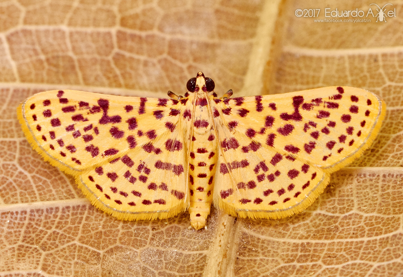 Red-Spotted Sweetpotato Moth from Huejutla de Reyes, Hgo., México on ...