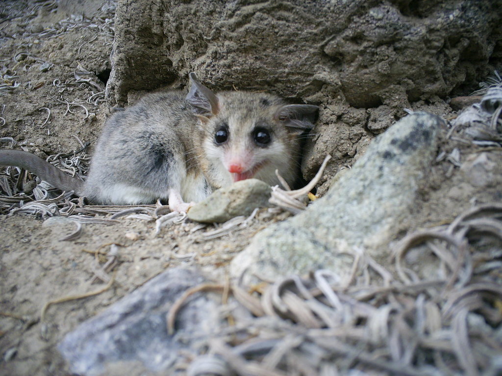Elegant Fat-tailed Mouse Opossum (Thylamys elegans) - Know Your Mammals