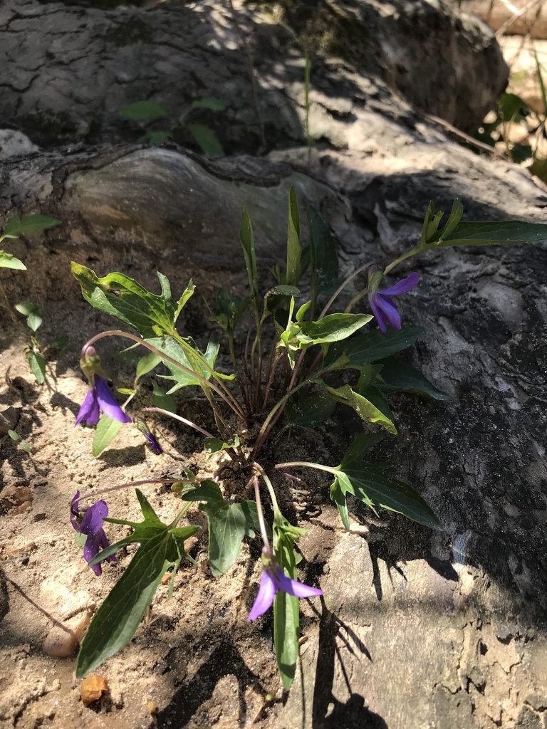 limestone riverbank violet from Ozark National Scenic Riverways, MO, US ...