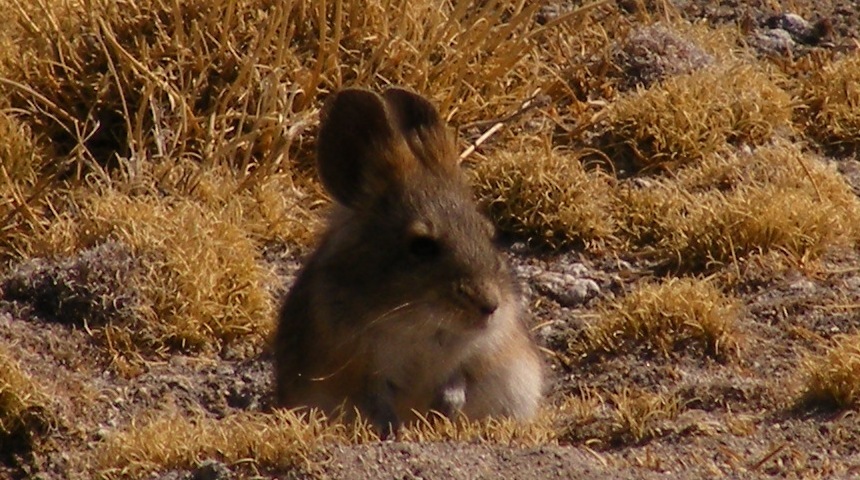 Big-eared Mice (Auliscomys) - Know Your Mammals
