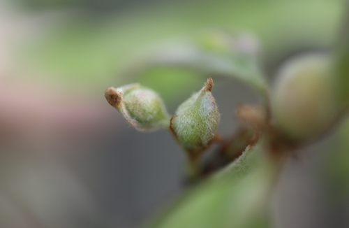 Neuroterus bassettii · iNaturalist