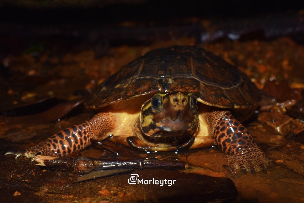 Large-nosed Wood Turtle in October 2017 by Marley T. Gómez-Rincón ...