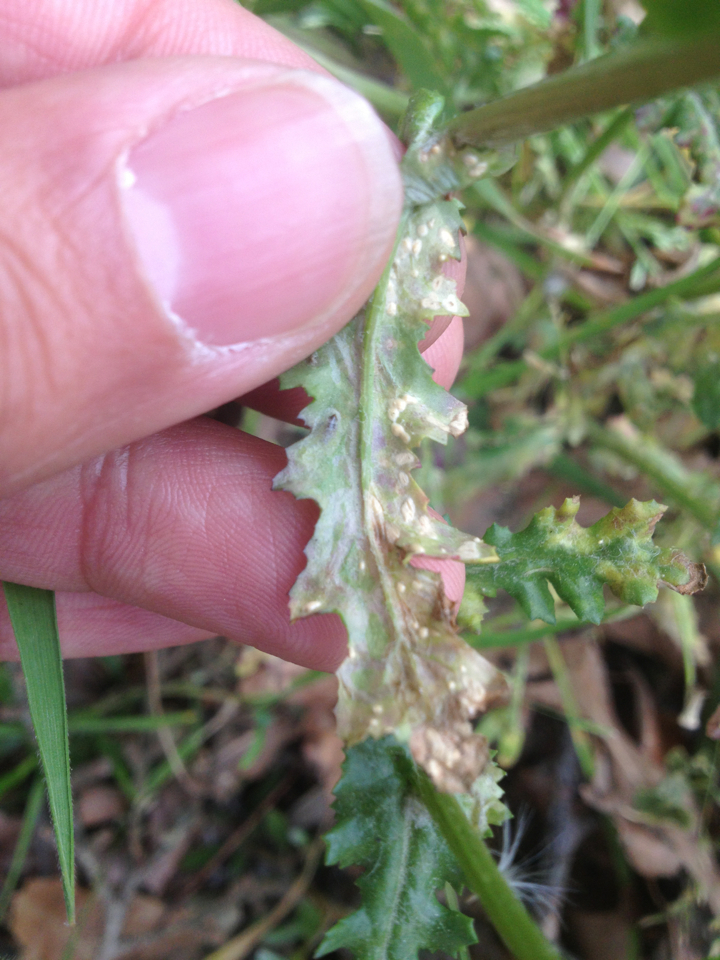 Pustula from 63 Gerald Street, Lincoln, Canterbury, NZ on September 20 ...