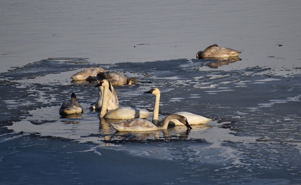 Trumpeter Swan from Snelling Lake, Fort Snelling State Park, Hennepin ...