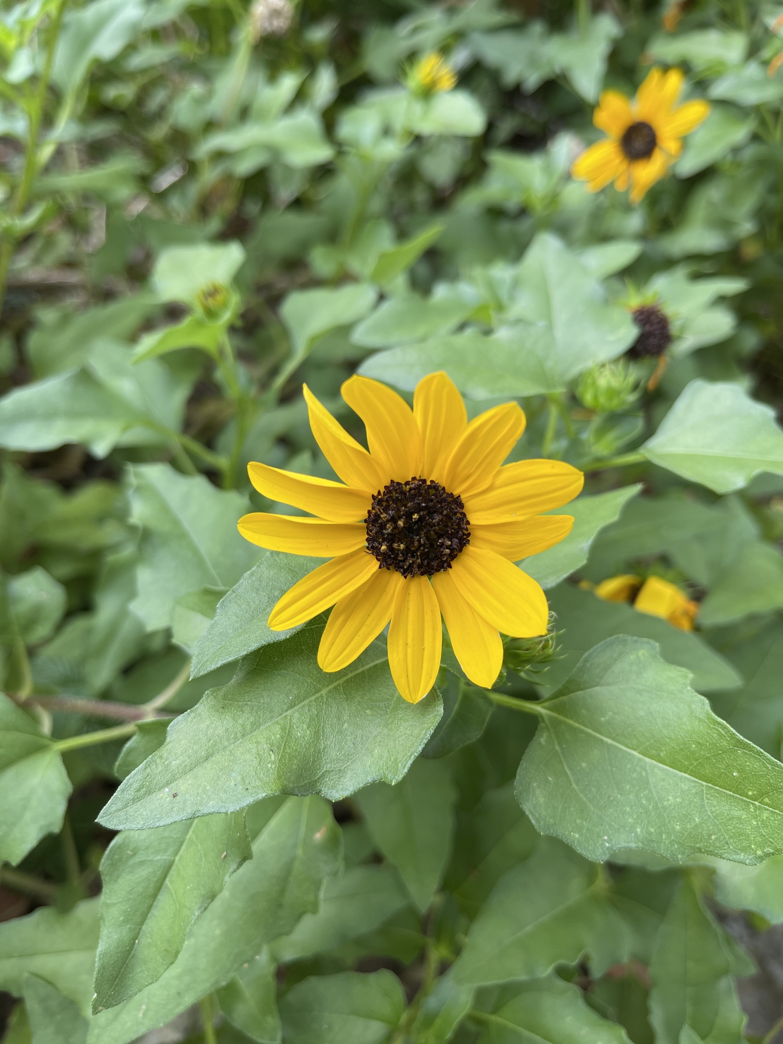 Helianthus debilis subsp. vestitus (E.Watson) Heiser