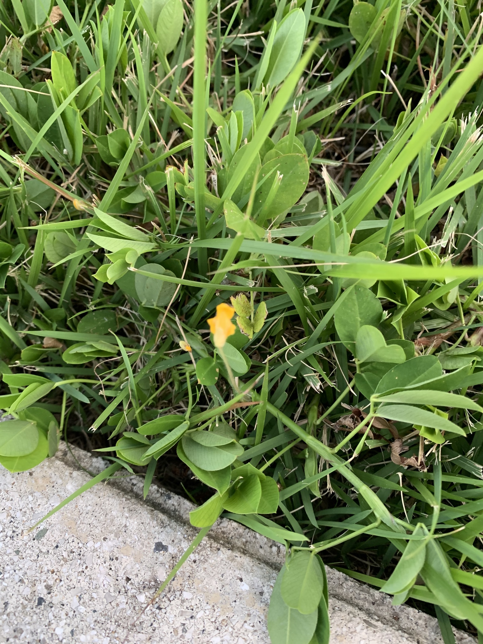 Arachis repens Handro