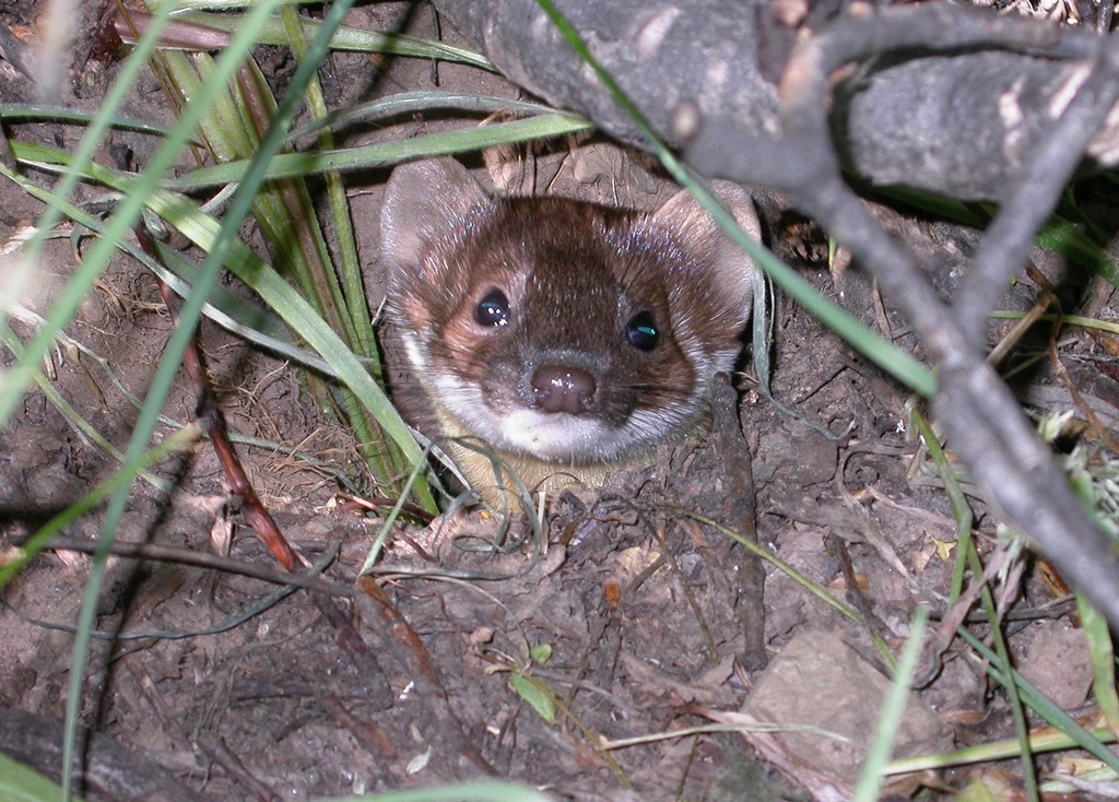 Long-tailed Weasel from Madera County, CA, USA on October 13, 2010 at ...