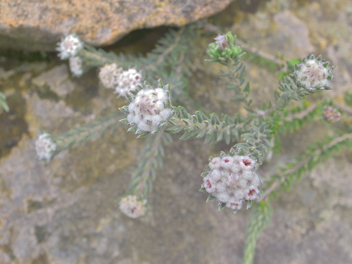 Phylica thodei · iNaturalist