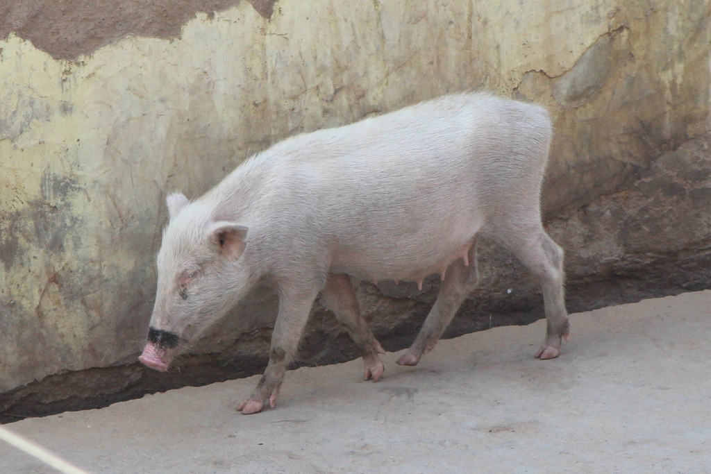 Domestic Pig from Khandela, Rajasthan 332709, India on October 4, 2017 ...