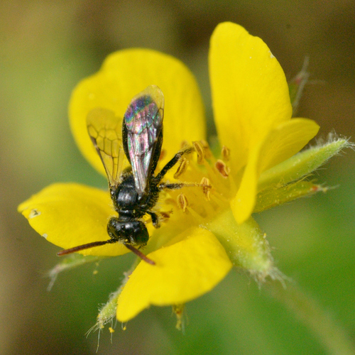 Panurginus potentillae · iNaturalist