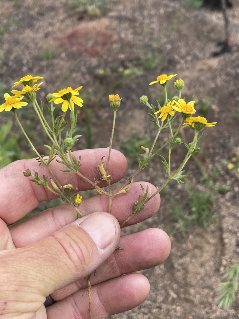 Lasthenia coronaria (Especies Cercanas a Ojos Negros) · iNaturalist