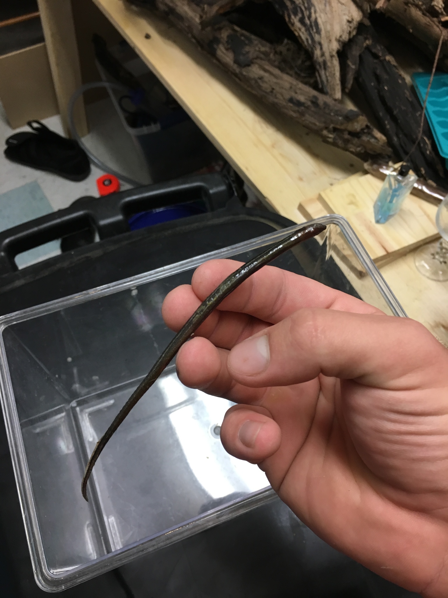 Pseudobranchus axanthus Netting & Goin, 1942