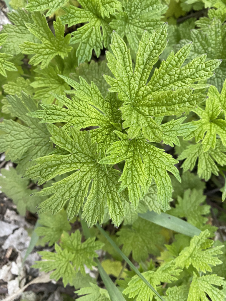 common motherwort from Second Ave N, Albany, IL, US on April 23, 2021 ...