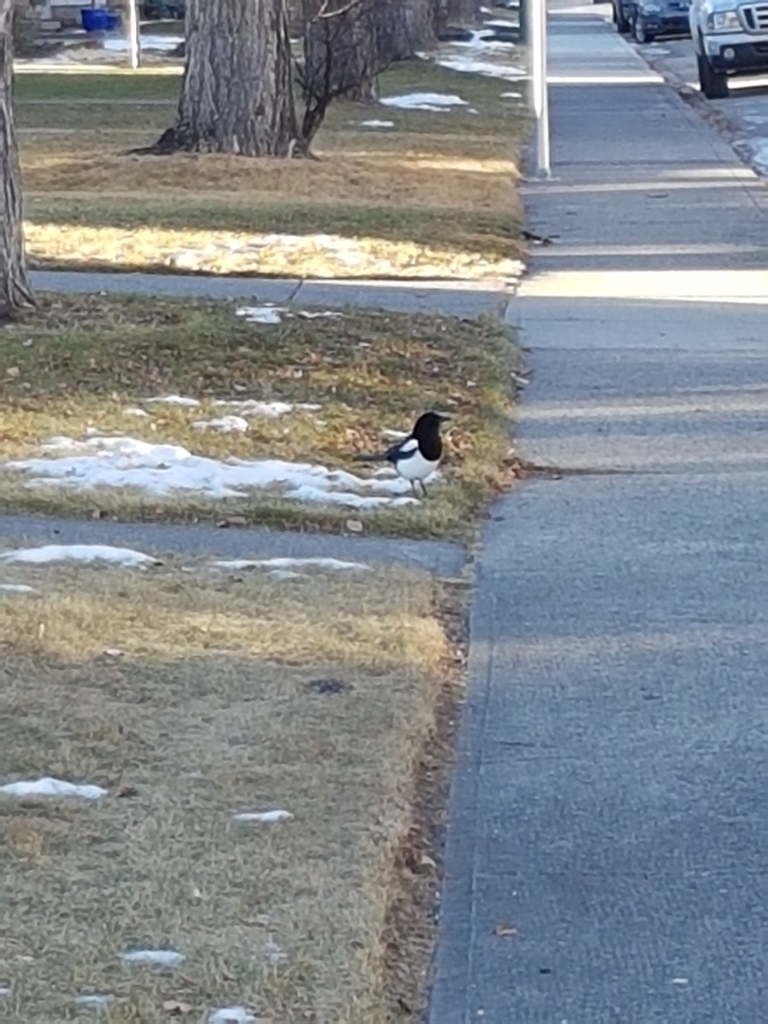 Black-billed Magpie from 2539 3 Ave NW, Calgary, AB T2N 0L4, Canada on December 07, 2017 at 01: ...