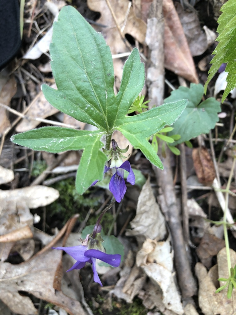 three-lobed violet from Weldon Spring Conservation Area, Saint Charles ...