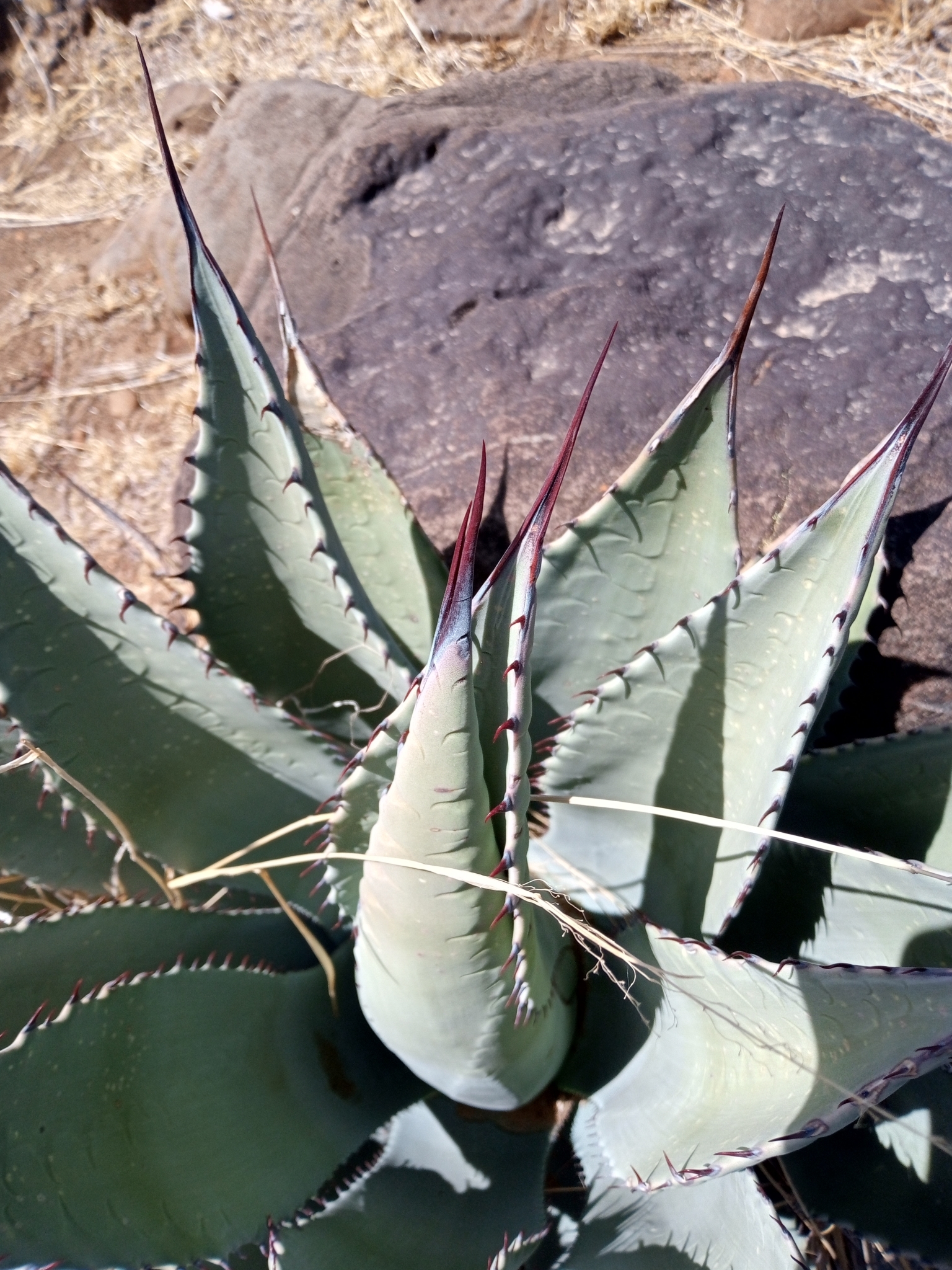 Agave flexispina Trel.
