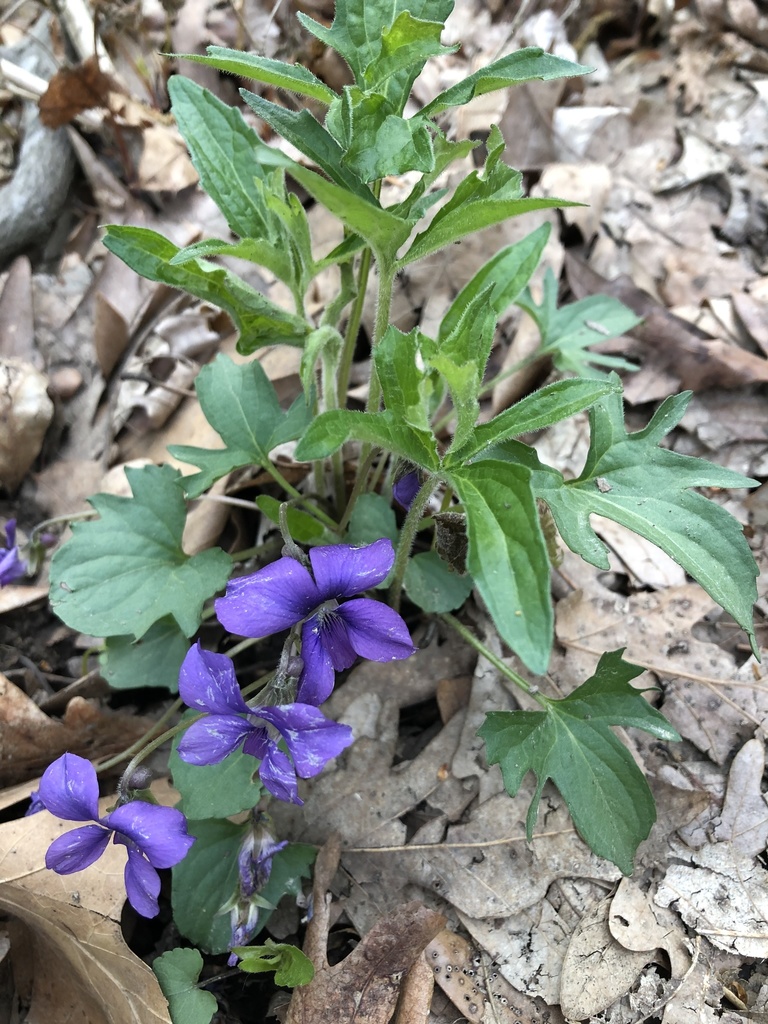 three-lobed violet from Weldon Spring Conservation Area, Weldon Spring ...