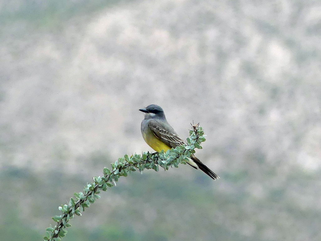 Cassin's Kingbird from Presidio County, TX, USA on April 19, 2021 at 12 ...