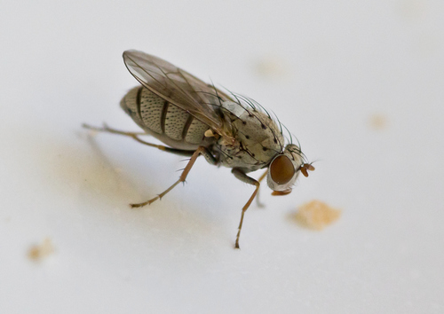 Notiphila impunctata · NaturaLista Colombia