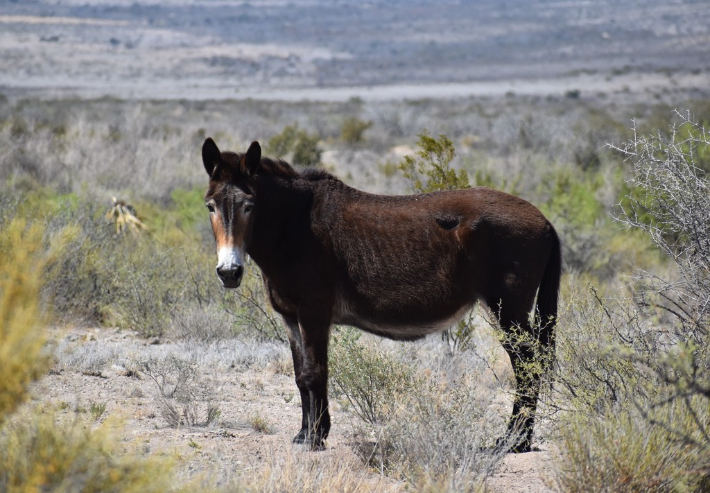 Mule from Brewster County, TX, USA on April 18, 2021 at 04:03 PM by ...