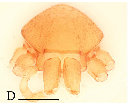 Bannana parvula · iNaturalist
