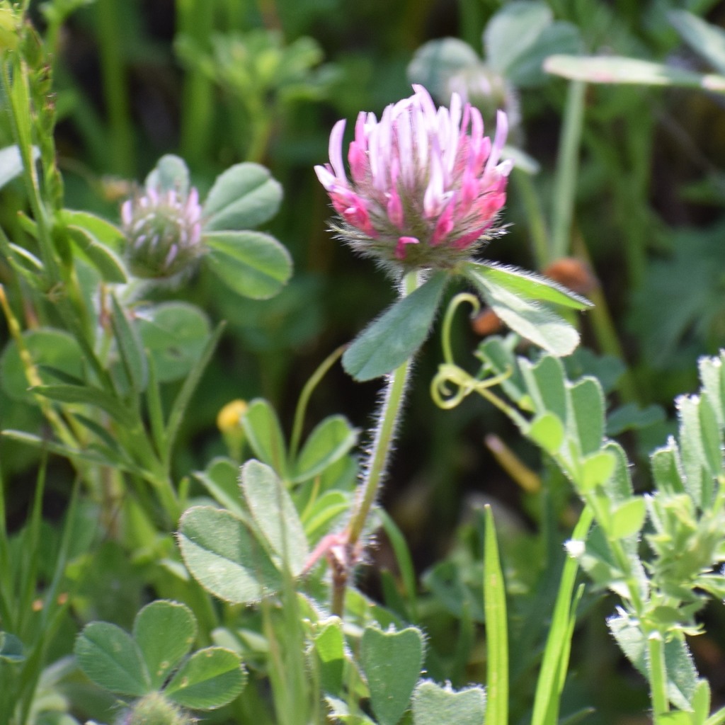 Rose Clover from Milpitas, CA 95035, USA on April 23, 2021 at 09:09 AM ...