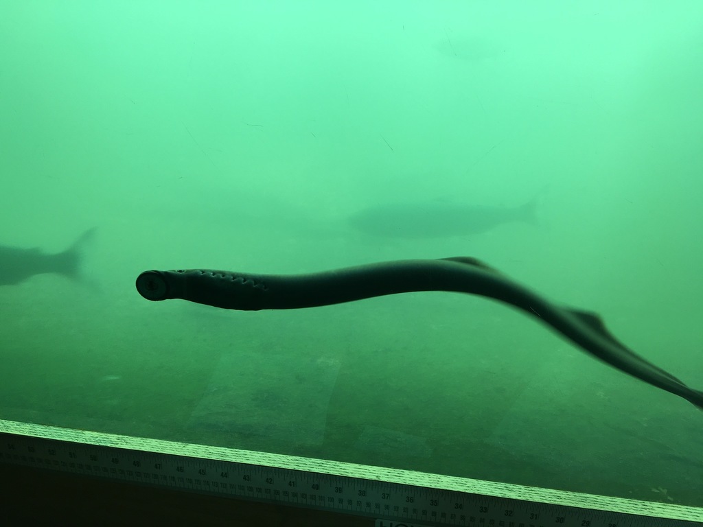 Pacific Lamprey (Entosphenus tridentatus) - Marine Life Identification