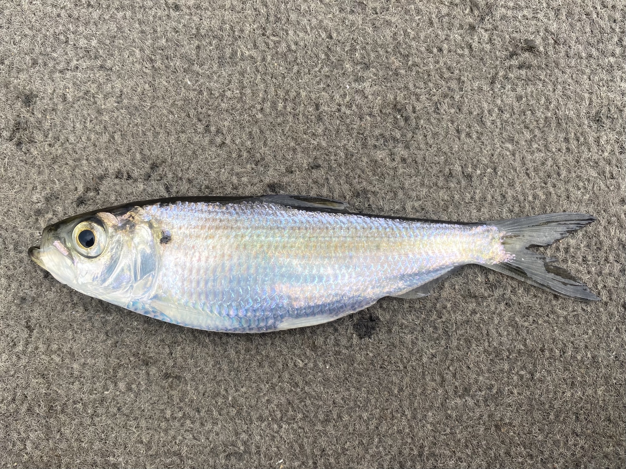 Alosa aestivalis (Mitchill, 1814)