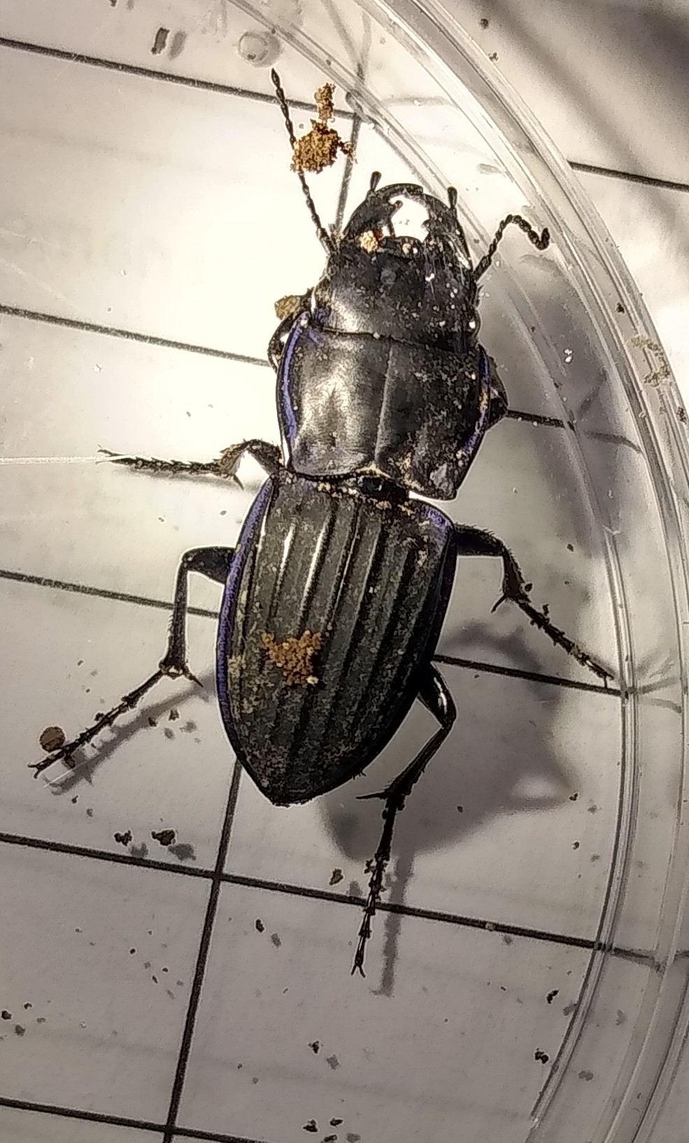 Pasimachus marginatus (Fabricius, 1787)