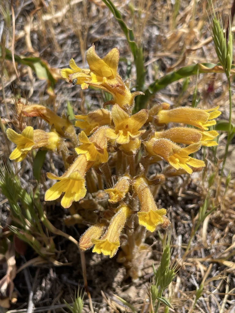 yellow clustered broomrape from Indian Fire Rd, Kentfield, CA, US on ...