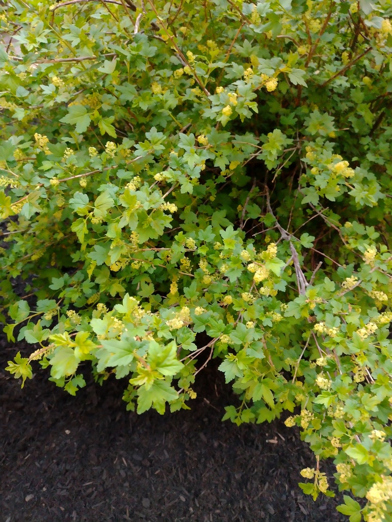 Mountain Currant from Downtown, Cleveland, OH, USA on April 23, 2021 at ...