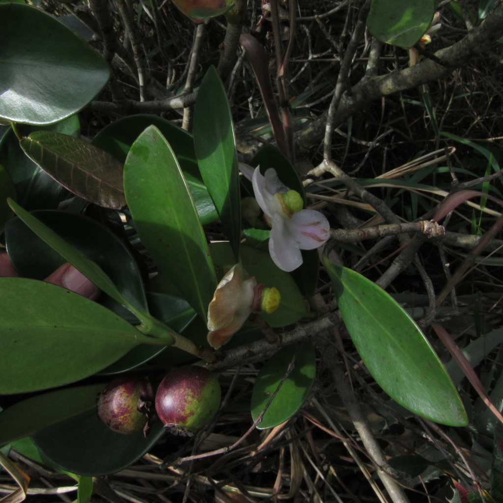 Cucharo (Jardin Botanico de Cali) · iNaturalist