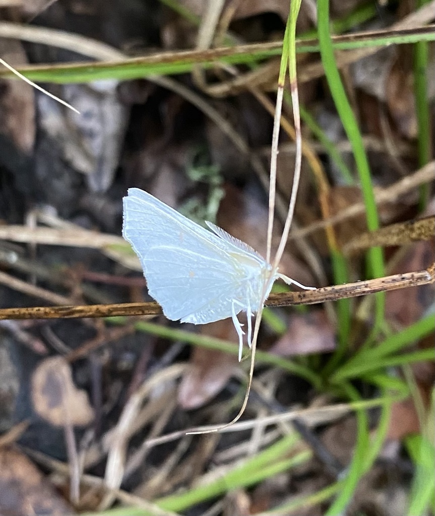 Elm Spanworm Moth from Bay Area Blvd, Pasadena, TX, US on April 23 ...