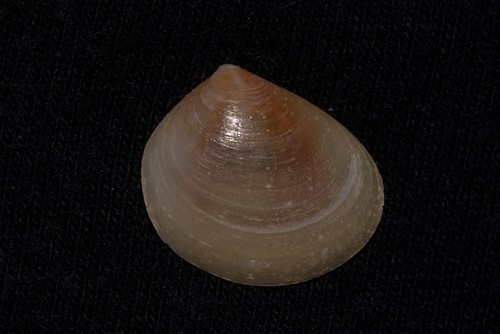 Very Flat Triangle Shell (Davila plana) · iNaturalist