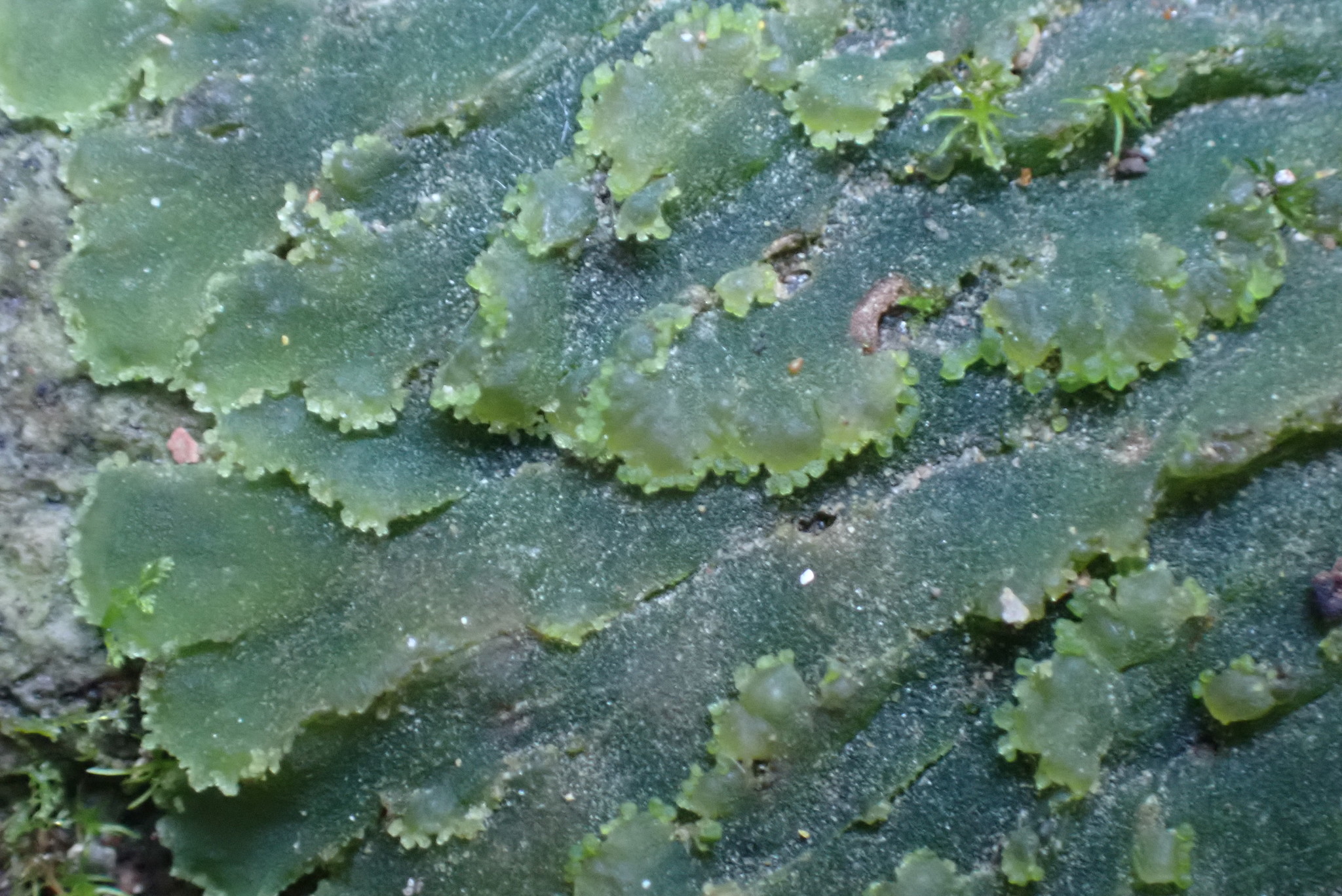 Dendrocerotales