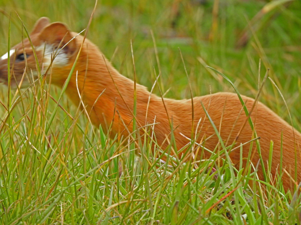 Long-tailed Weasel from Point Reyes National Seashore, Marin ...