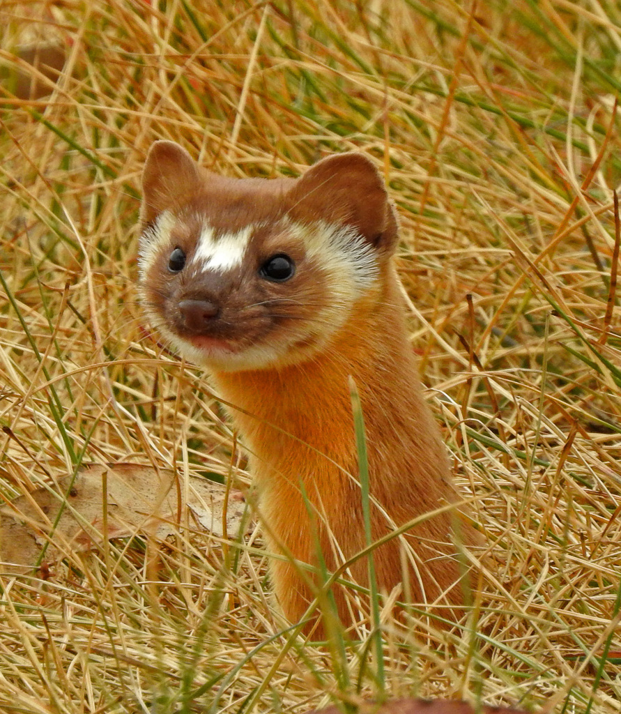 Long-tailed Weasel from Point Reyes National Seashore, Marin ...