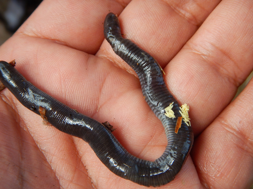 Mexican Caecilian from Reforma, Chis., México on December 7, 2017 at 01 ...