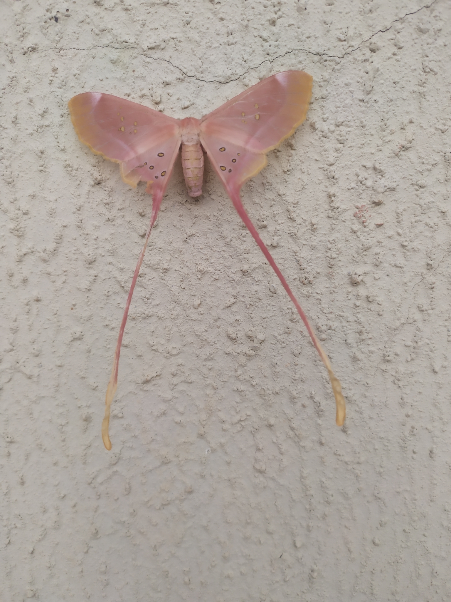 Eudaemonia argus Fabricius, 1781