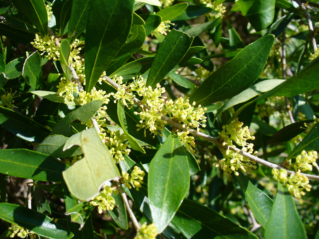 Florida Privet (MatBio: COASTAL and ESTUARINE PLANTS - Matanzas ...