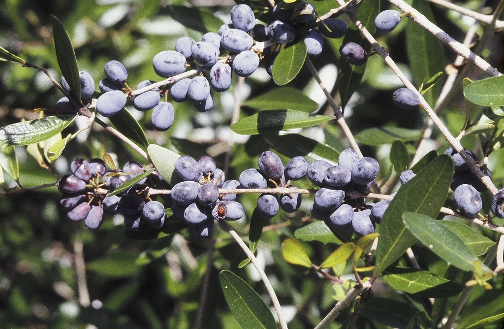 Florida Privet (MatBio: COASTAL and ESTUARINE PLANTS - Matanzas ...