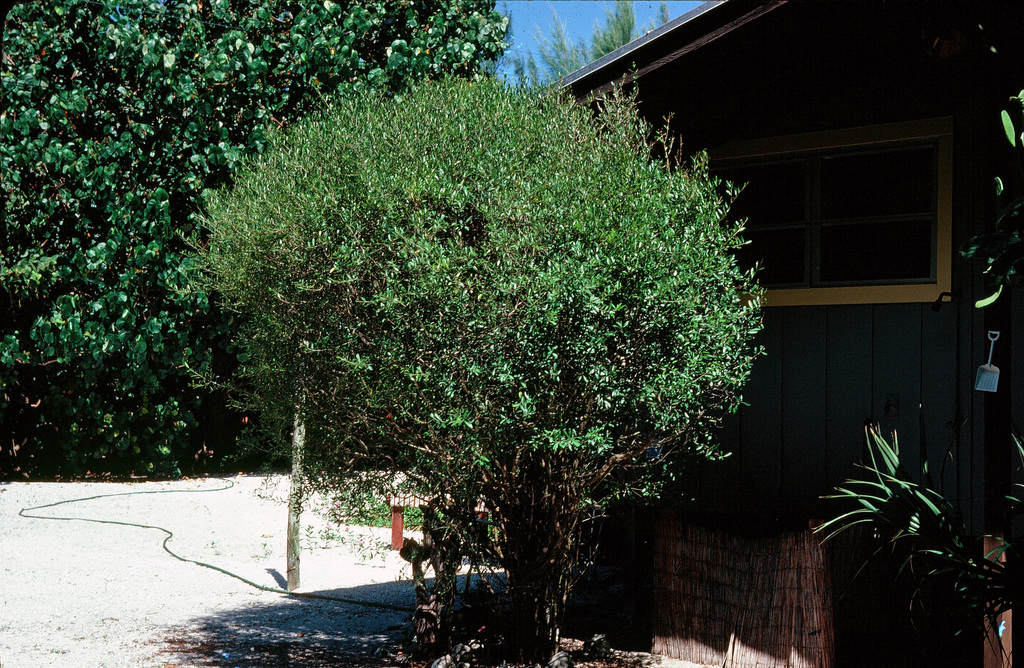 Florida Privet (MatBio: COASTAL and ESTUARINE PLANTS - Matanzas ...