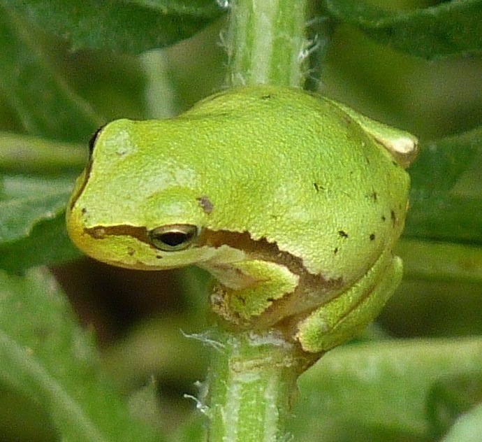Lemon-yellow Tree Frog from Gölbaşı, Adıyaman, Turkey on May 14, 2012 ...