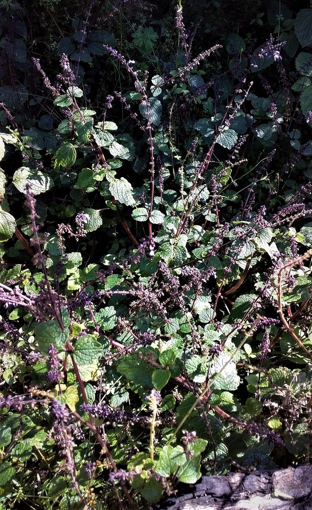 little spurflower from Newnes NSW 2790, Australia on April 22, 2021 at ...