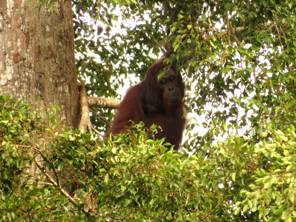 Northeast Bornean Orangutan in September 2017 by Paul Prior · iNaturalist