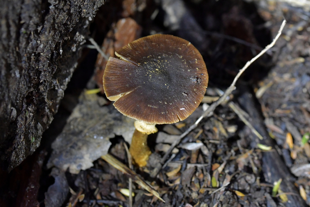 Descolea from Silverstream, Upper Hutt, New Zealand on April 24, 2021 ...