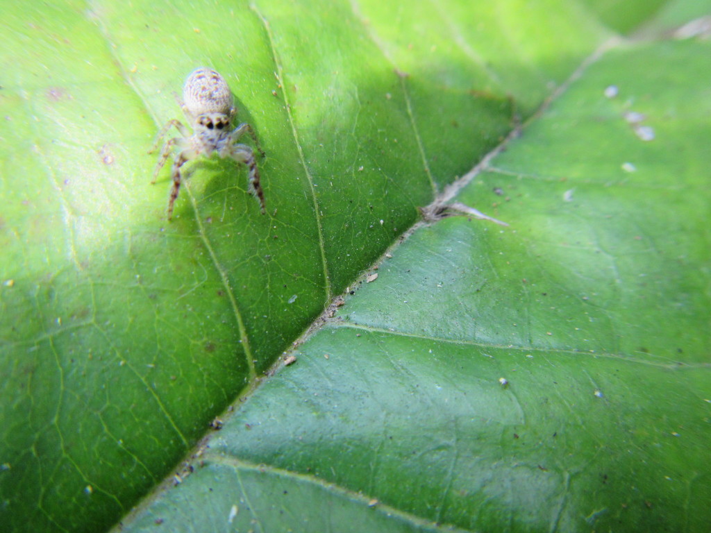 Cyclops Jumping Spider from Hot Water Beach 3591, New Zealand on ...