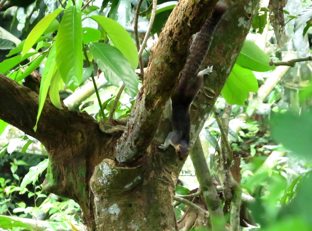 Ratufa affinis baramensis in September 2017 by Paul Prior · iNaturalist