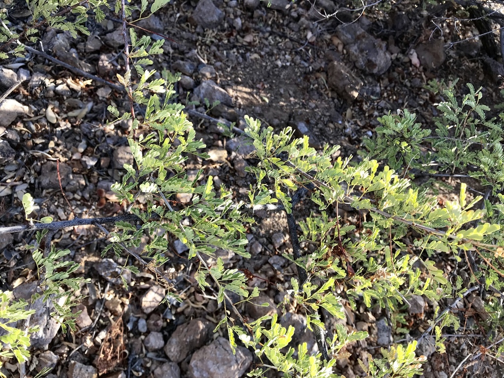 Catclaw Acacia from Tucson, AZ 85745, Tucson, AZ, US on December 7 ...